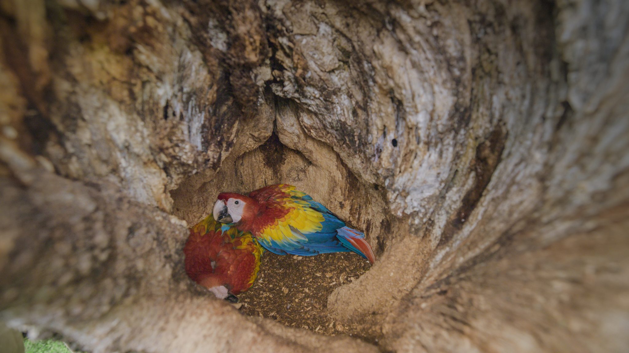 Rescue and Restore: Saving the Scarlet Macaws of Belize - Nature Trust of The Americas Inc ...